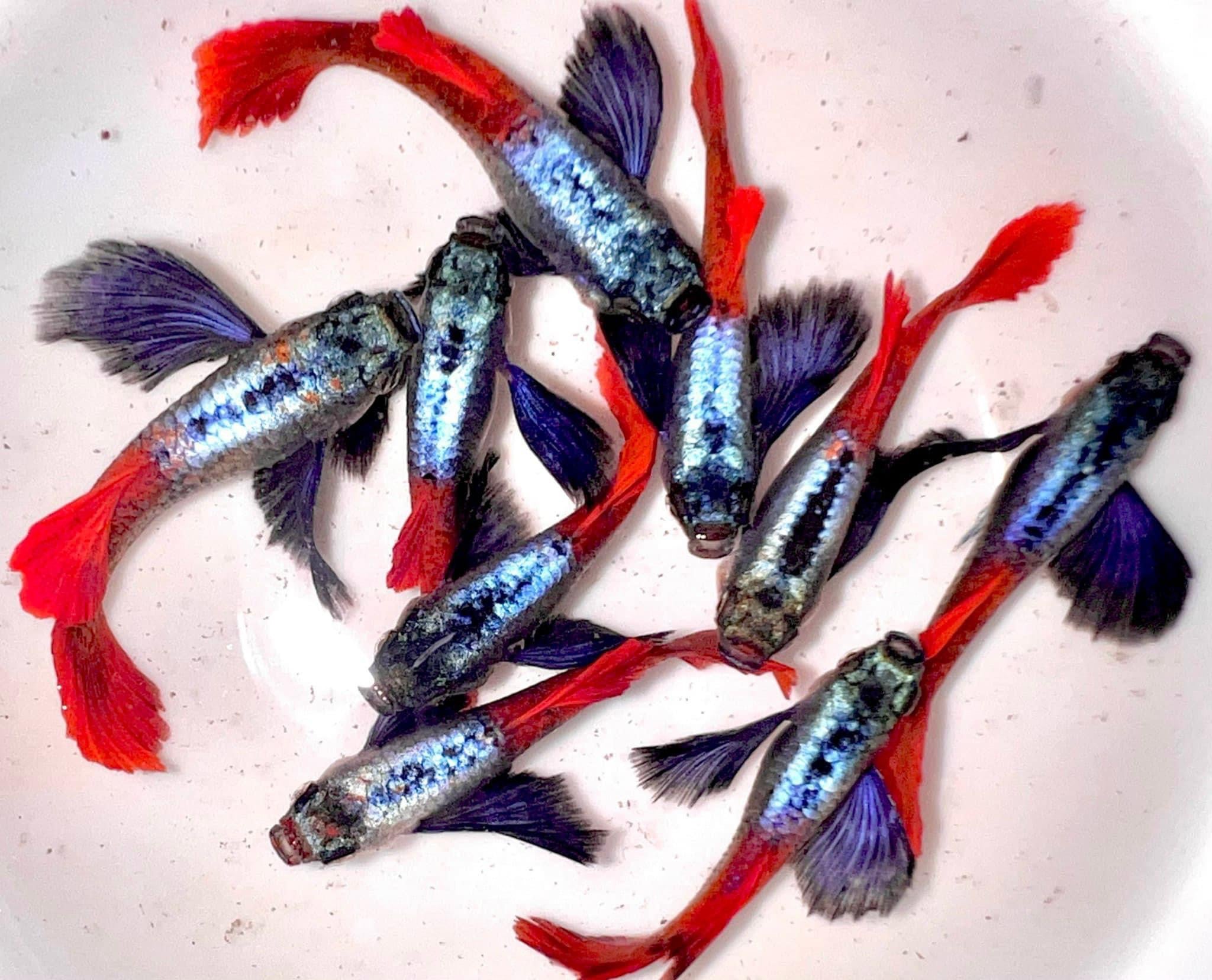 Platinum Redtail Dumbo-Ear Guppy - JustFishyThing