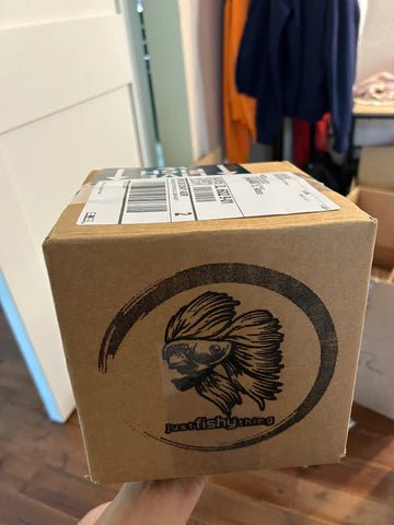 How live fishes are packed from us to you – JustFishyThing