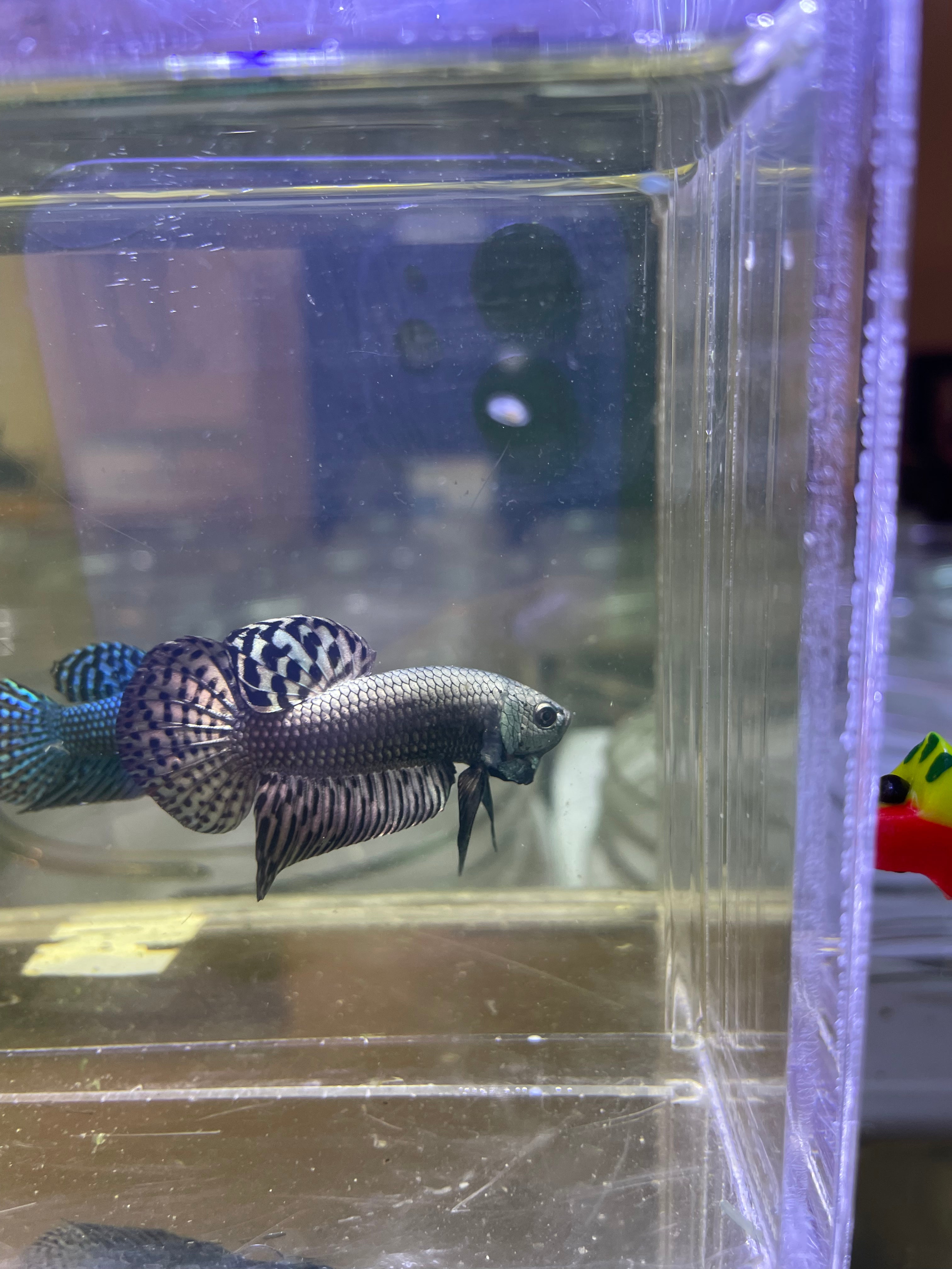 Copper Aliens Wild - Male Betta – JustFishyThing