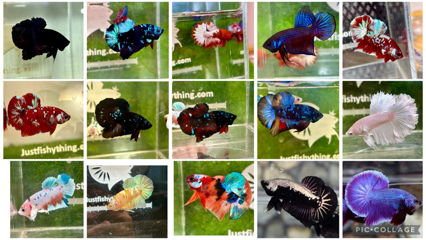 Best show quality bettas for sale online in U.S. – JustFishyThing