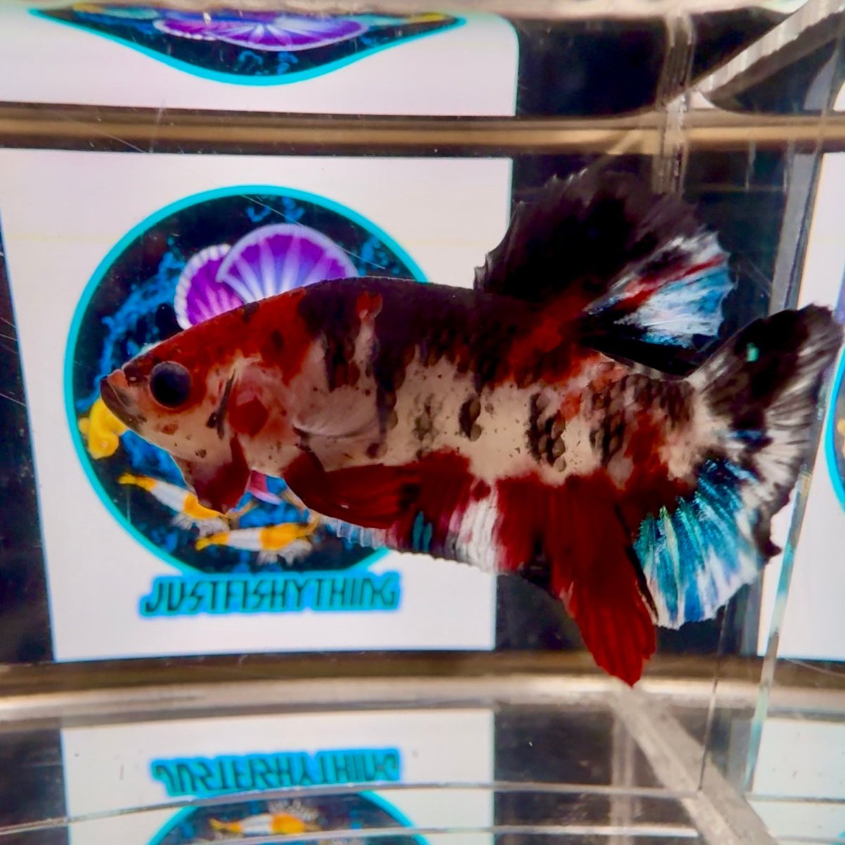 [AOC] Avatar Multicolor A53 Plakat - Male Betta - JustFishyThing