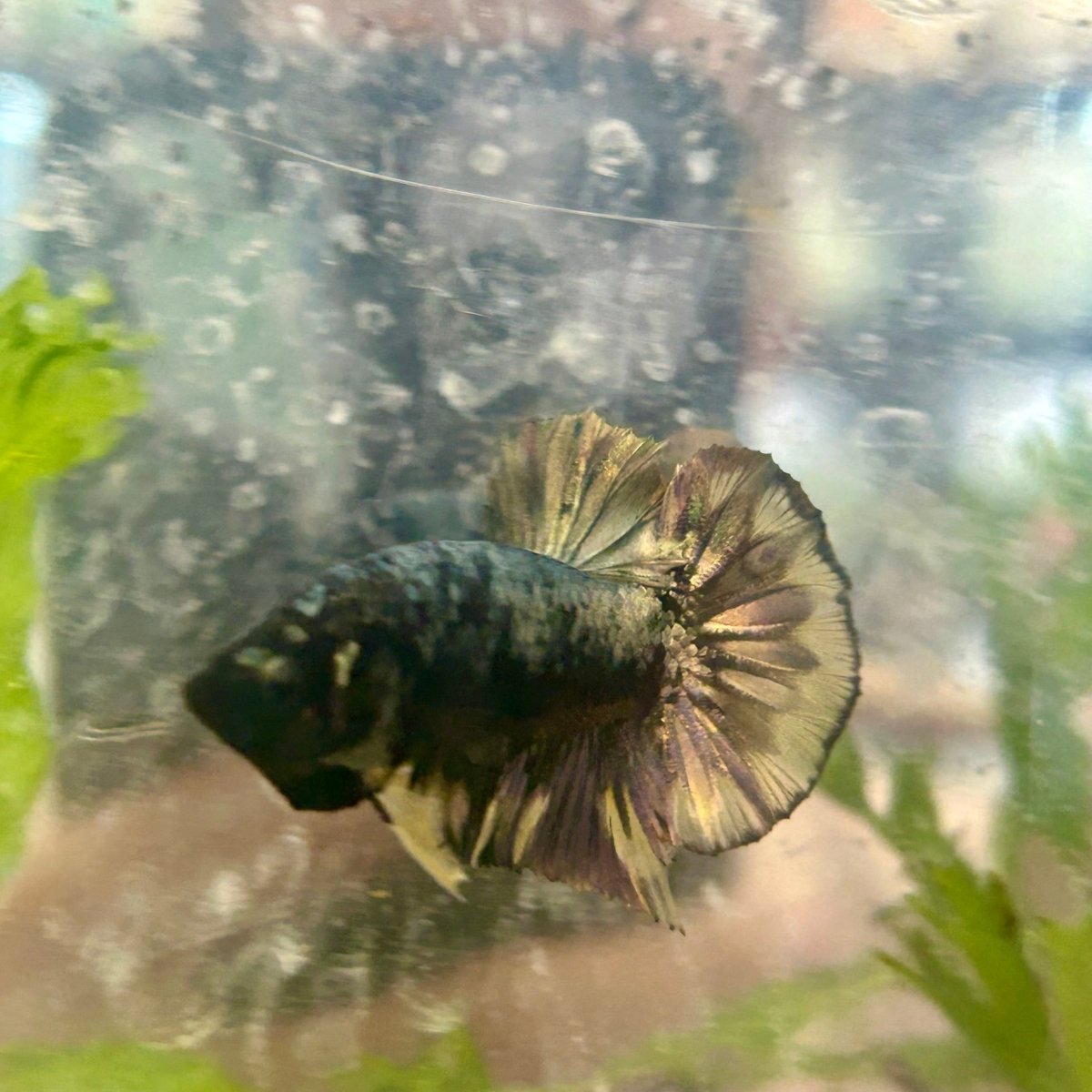 Avarta Yellow Copper Plakat - Male Betta 124 - JustFishyThing