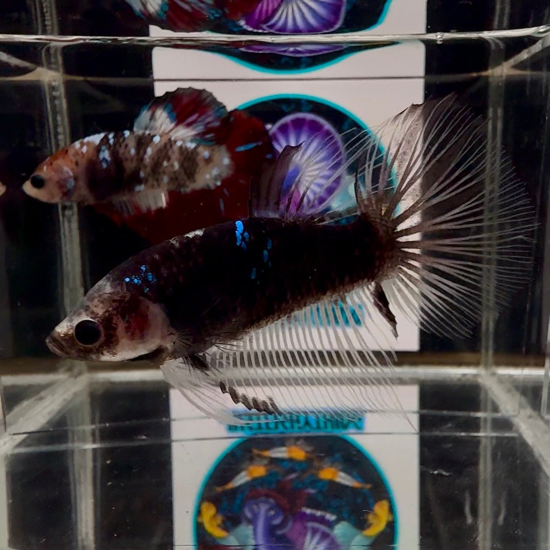 [Avatar] AOC Blackcello A29 Halfmoon - Male Betta - JustFishyThing