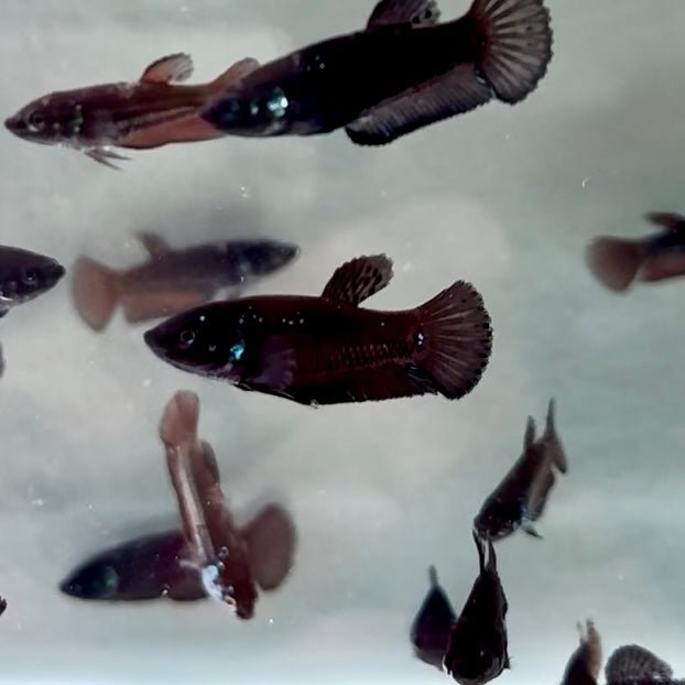 Baby Betta Samurai - JustFishyThing