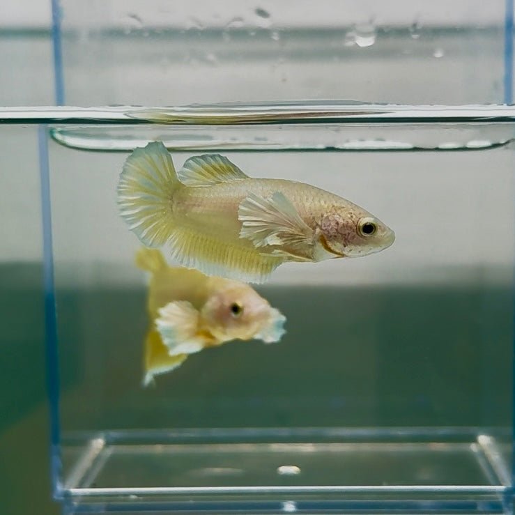 Dumbo Plakat Super Gold Female Betta #N32 - JustFishyThing