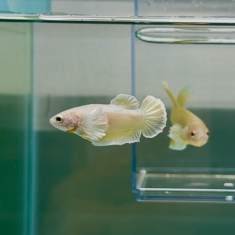 Dumbo Plakat Super Gold Female Betta #N32 - JustFishyThing