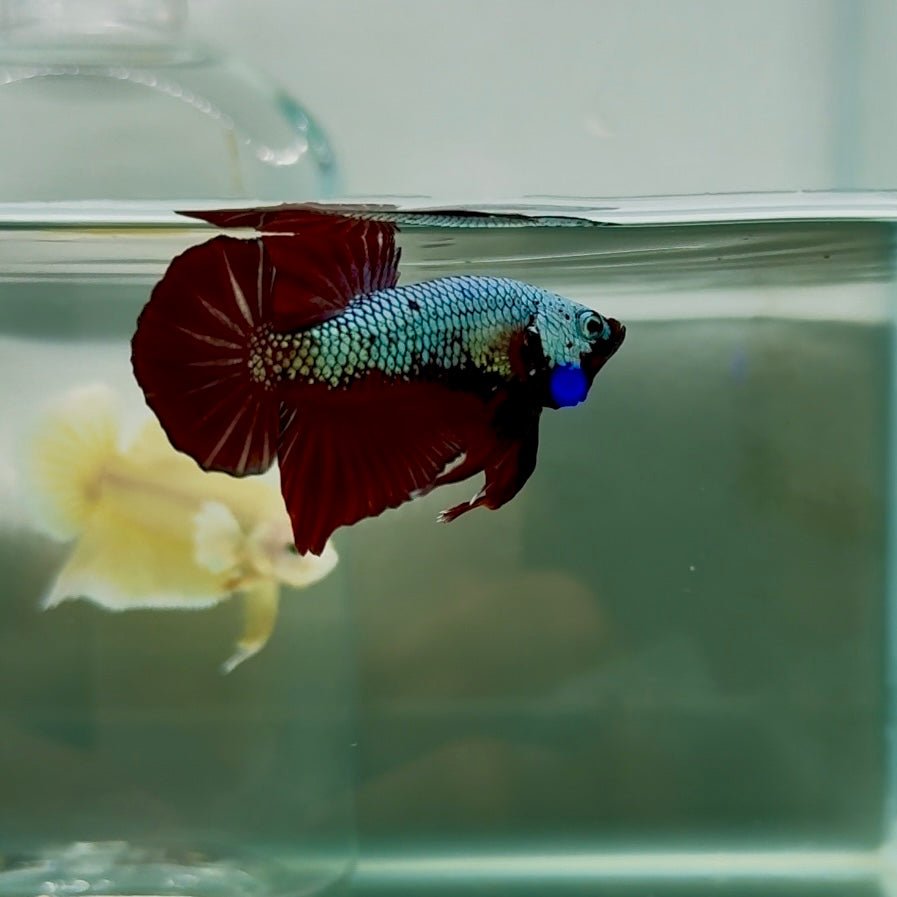 Plakat Red Samurai Male Betta #N60 - JustFishyThing