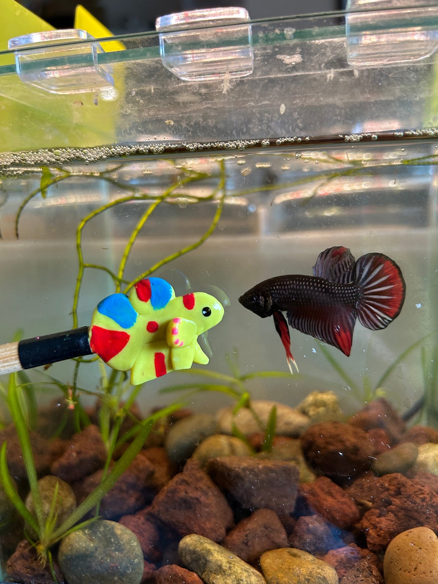 Betta flare stick - JustFishyThing