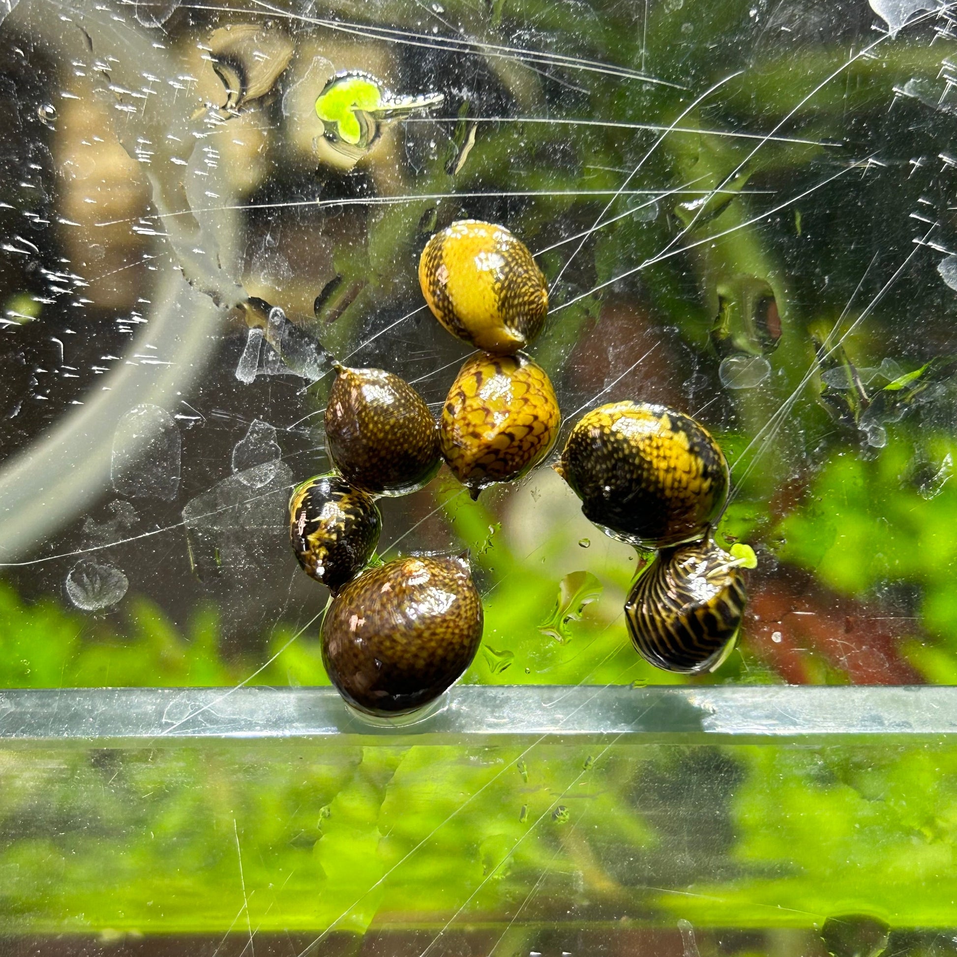 Nerite Snails - JustFishyThing