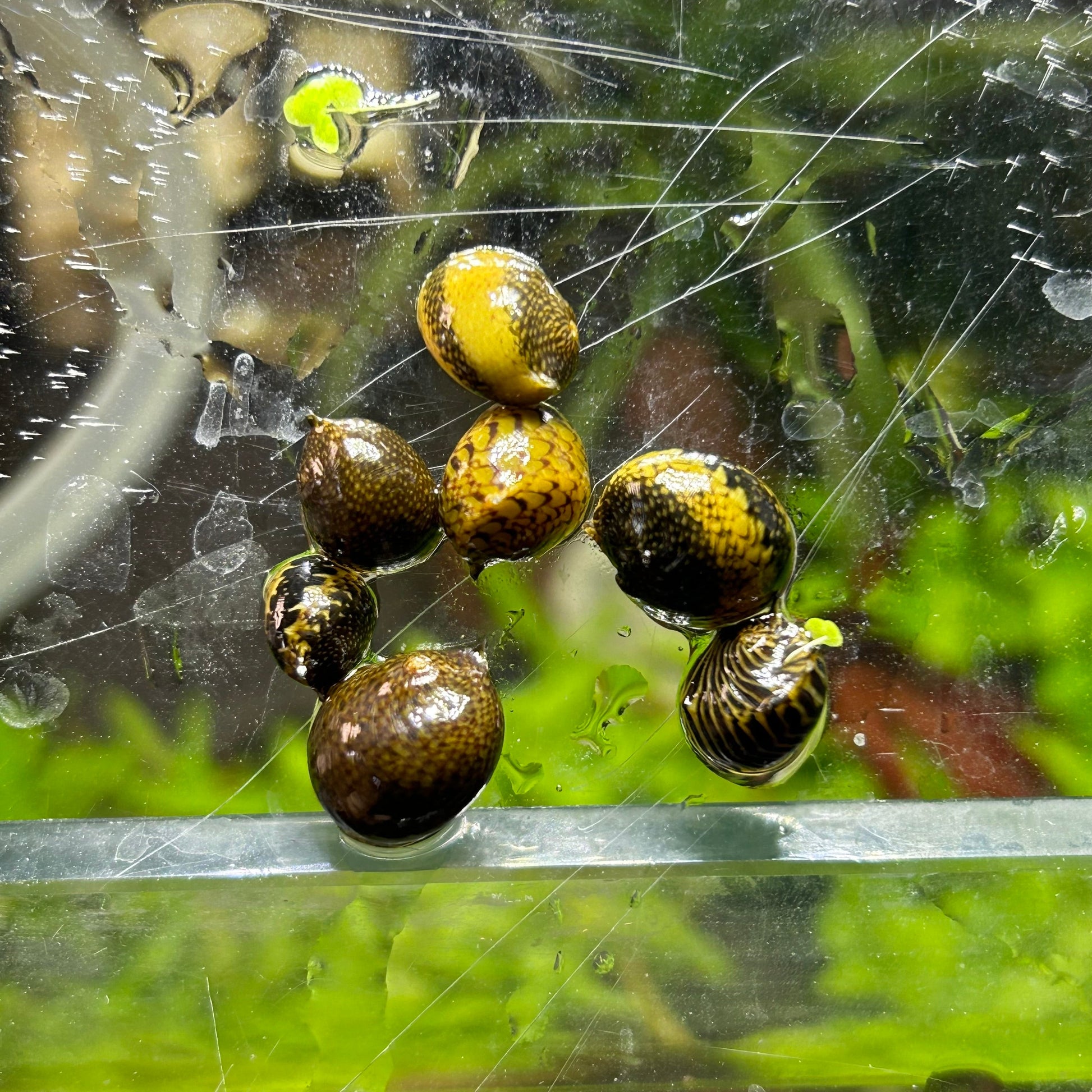 Nerite Snails - JustFishyThing
