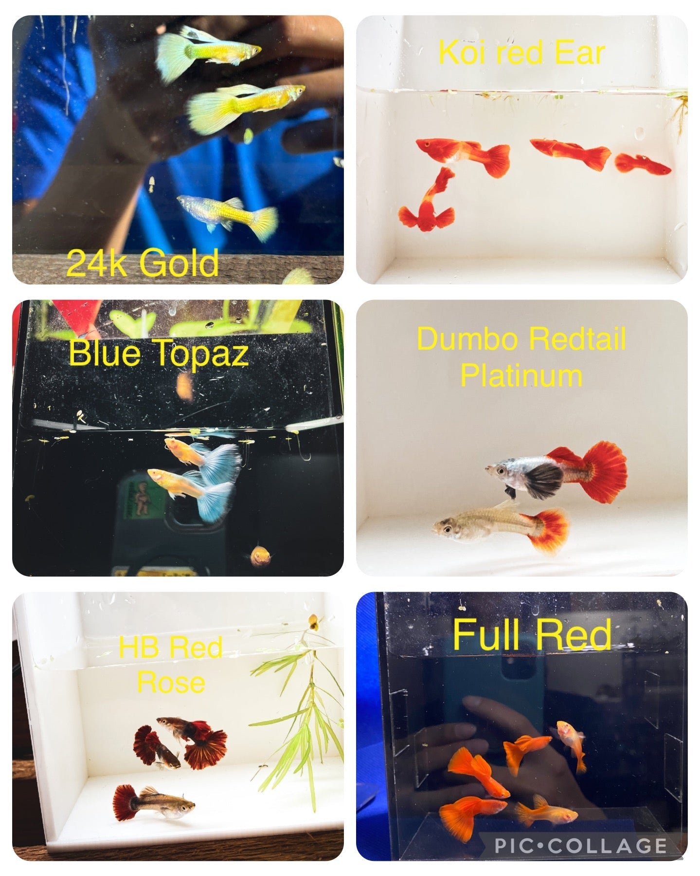 [Wholesale] Guppy - JustFishyThing